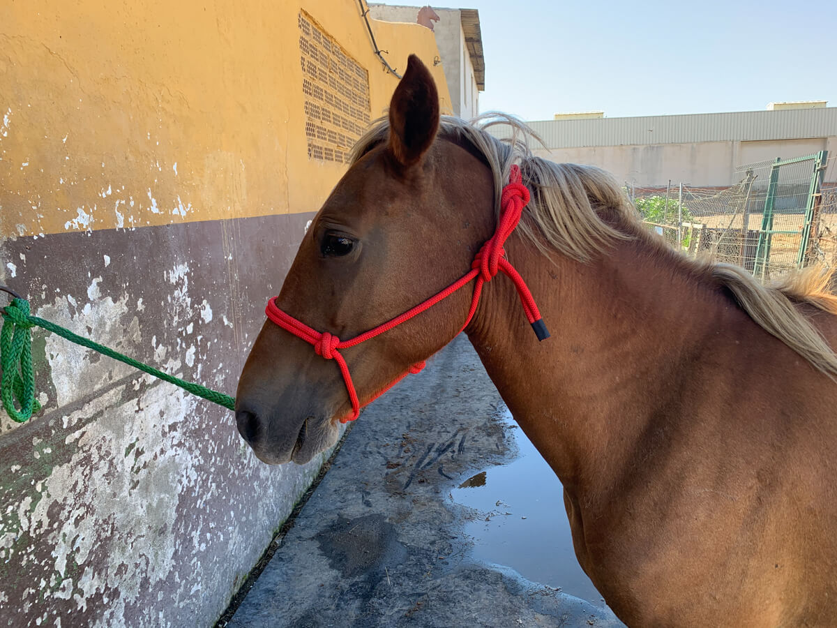 Donner - Horse In Need