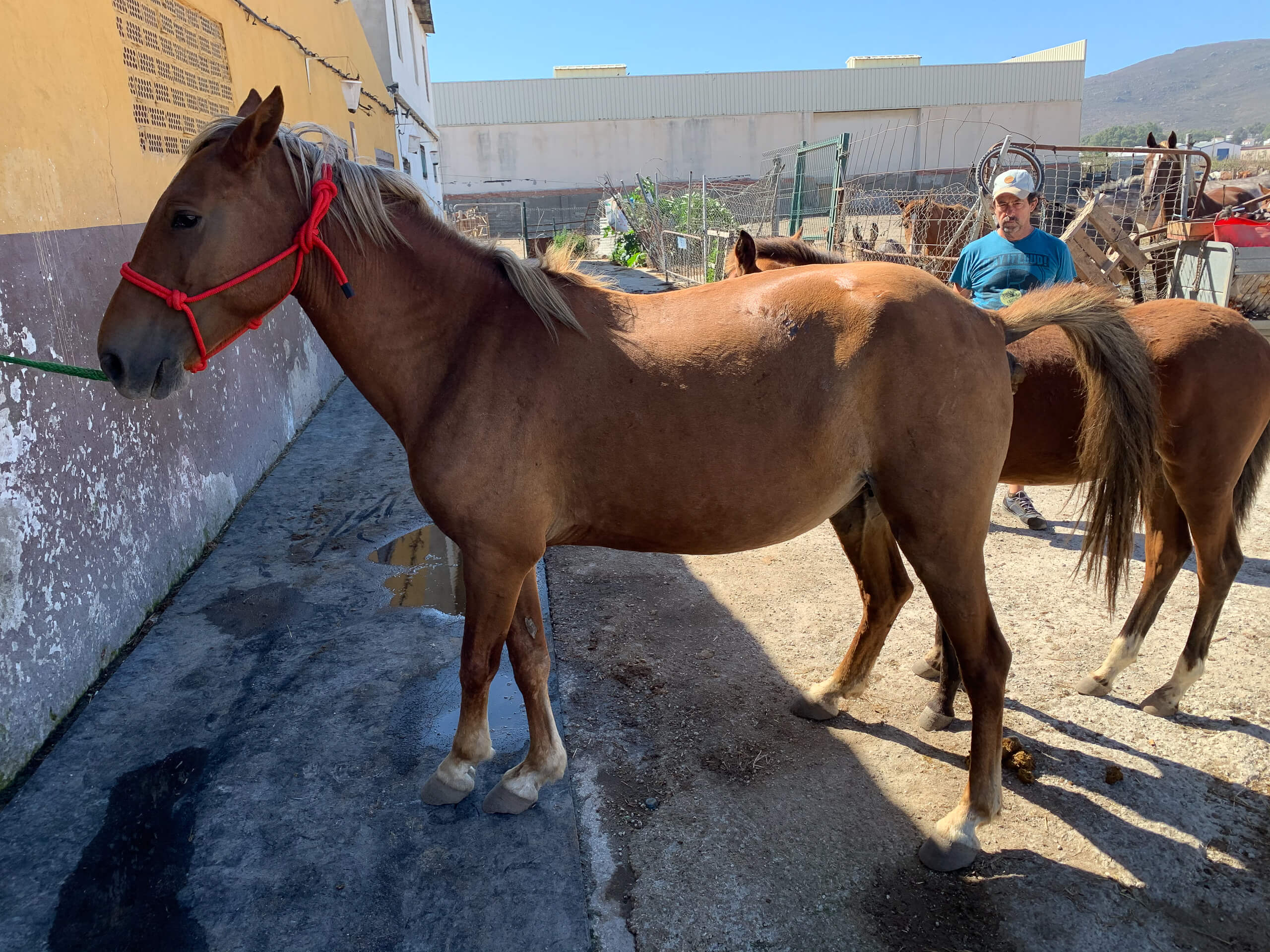 Donner - Horse In Need